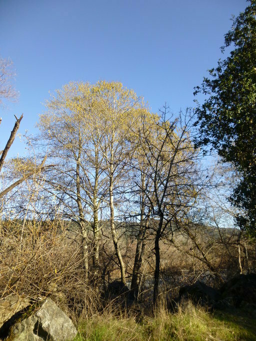 Red Alder (Carkeek Park, NW Seattle) · iNaturalist