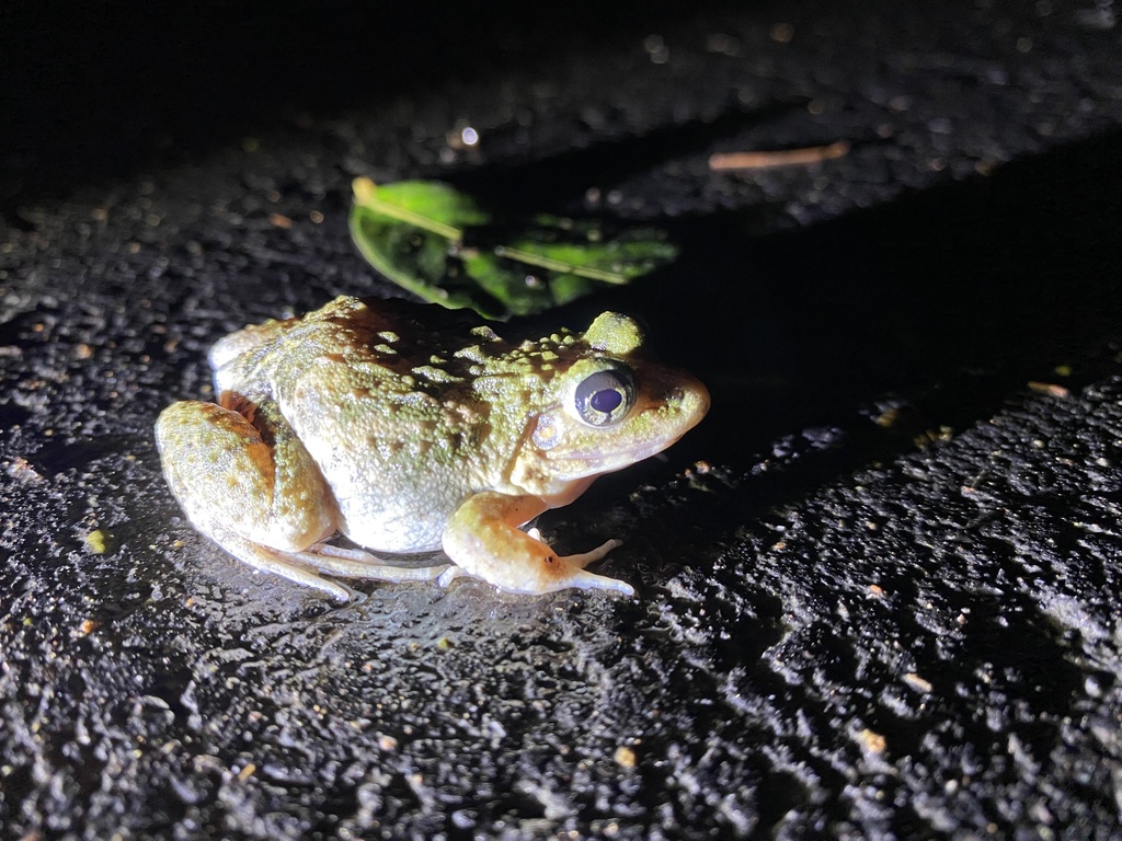 Paddy Field Frog from 環湖道路, 礁溪鄉, TW on April 20, 2023 at 07:54 PM by ...