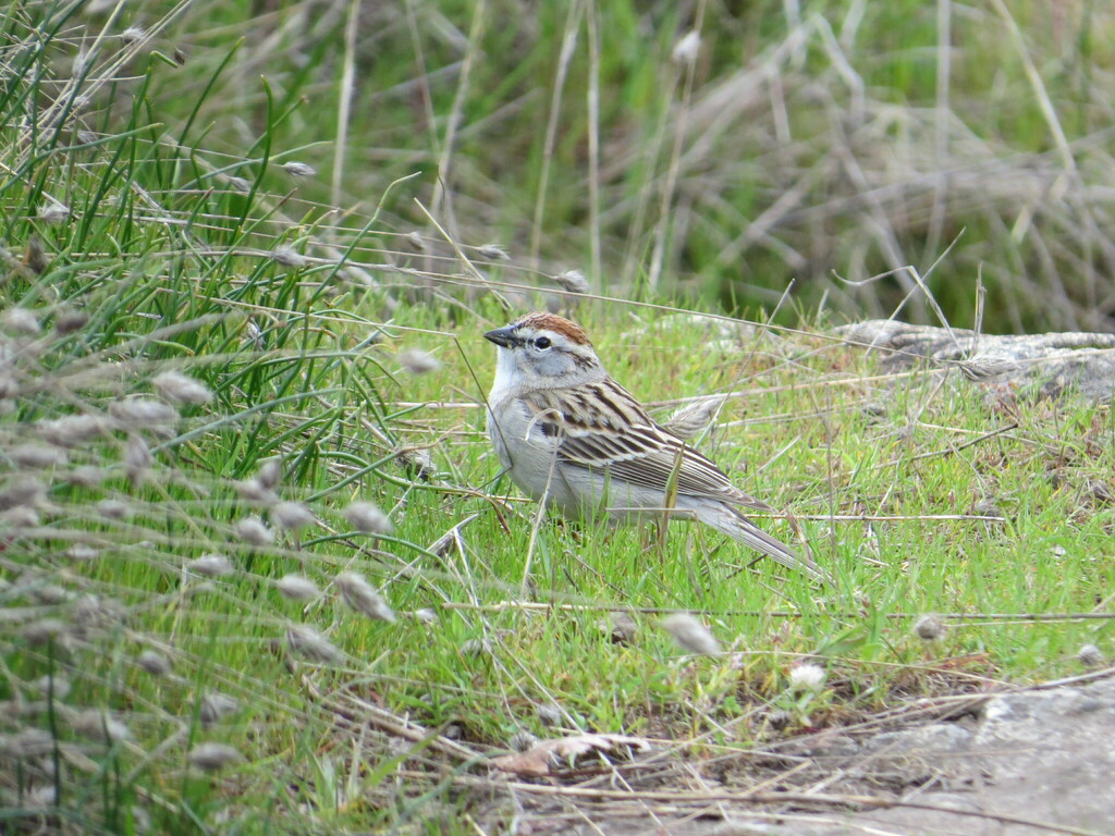Chipping Sparrow from Capital, BC, Canada on April 19, 2023 at 12:02 PM ...