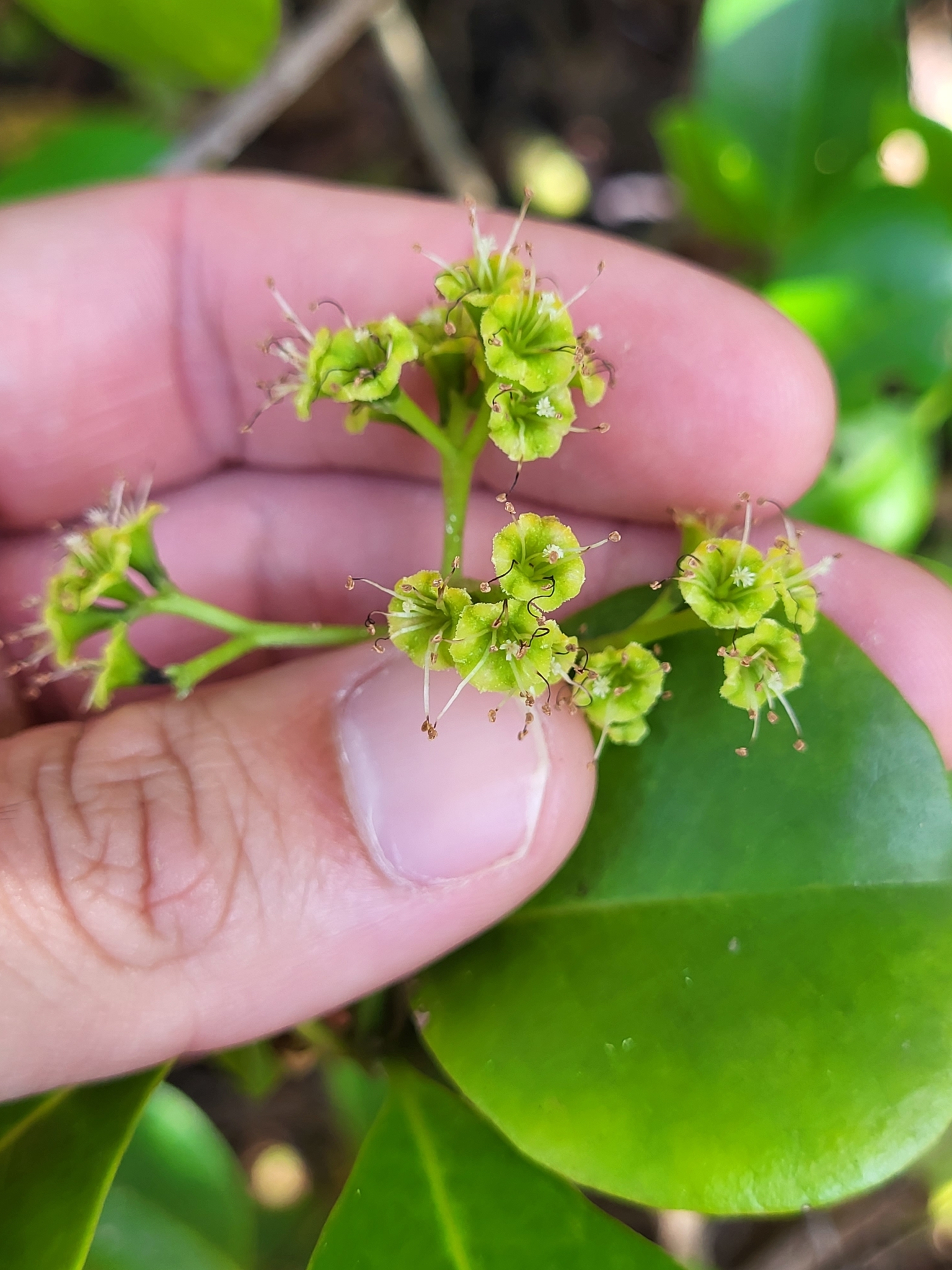 Guapira fragrans (Dum.Cours.) Little