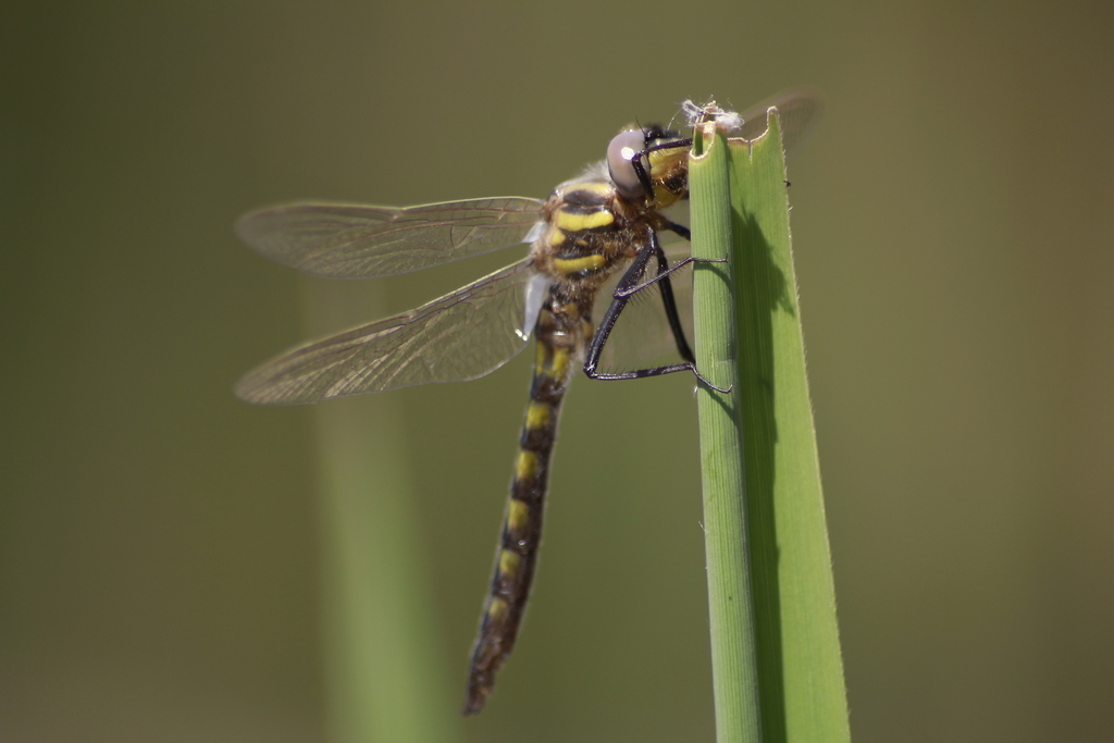 Epitheca marginata from Chaoyang, Beijing, China on April 16, 2023 at ...