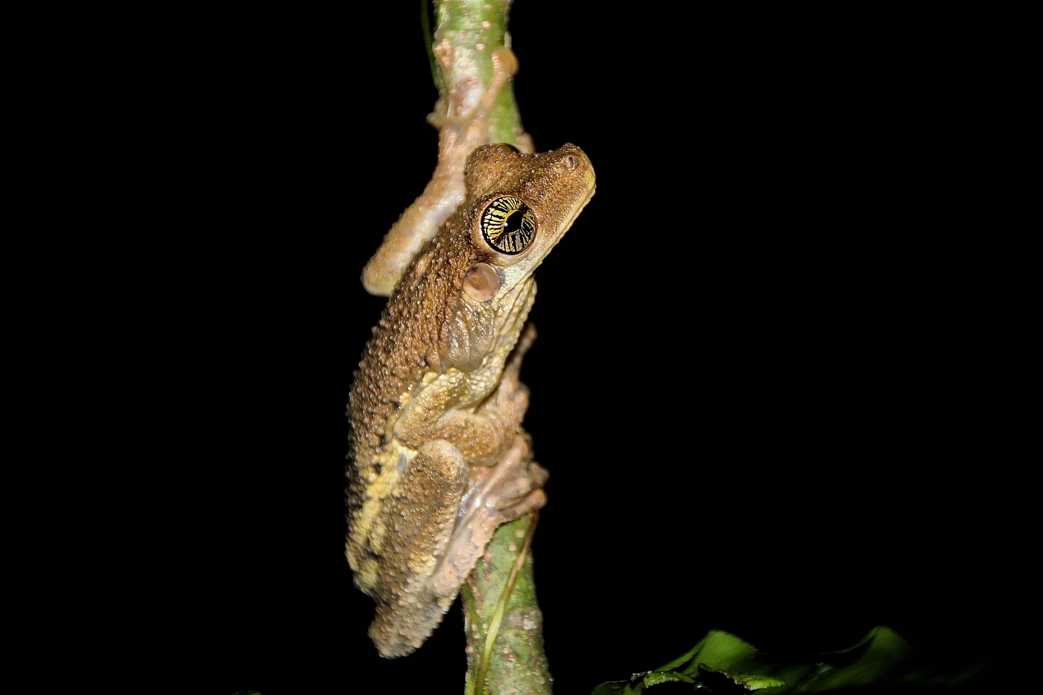 Osteocephalus taurinus Steindachner, 1862