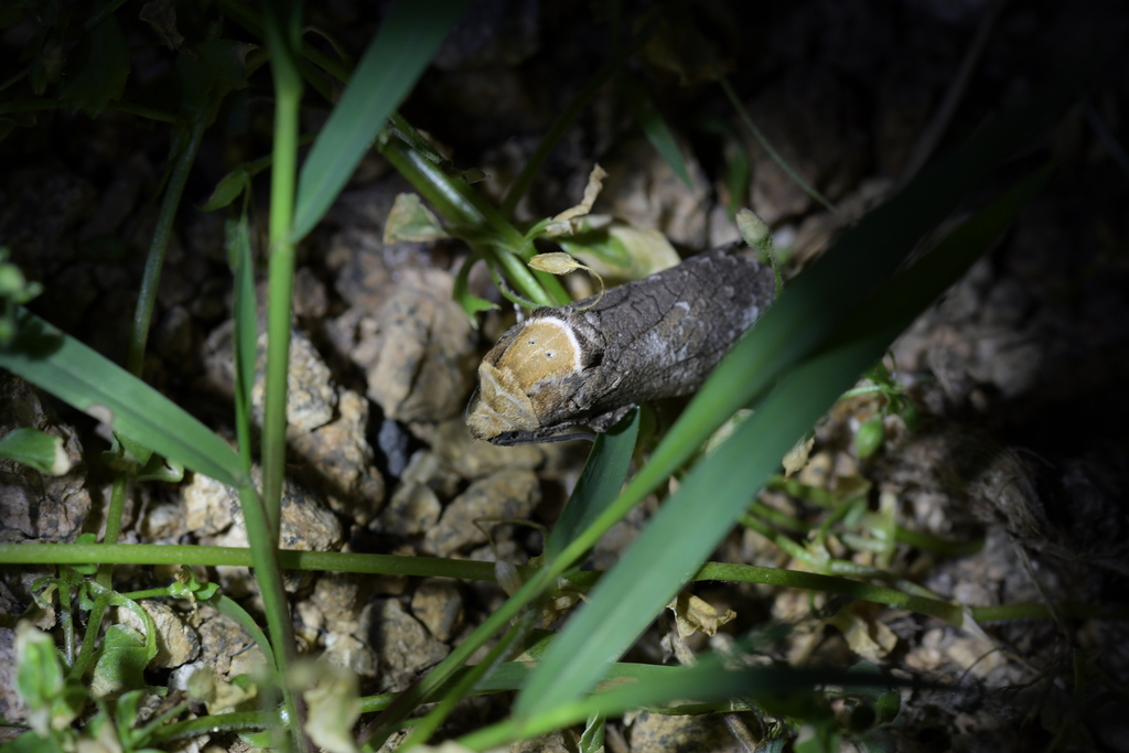 Cossus cossus chinensis from 中国河北省承德市兴隆县 on June 25, 2019 at 11:39 PM ...