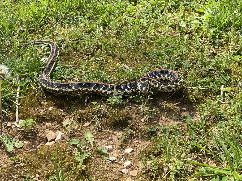 Eastern Garter Snake from Lake Galilee, Hardy, AR, US on April 20, 2023 ...