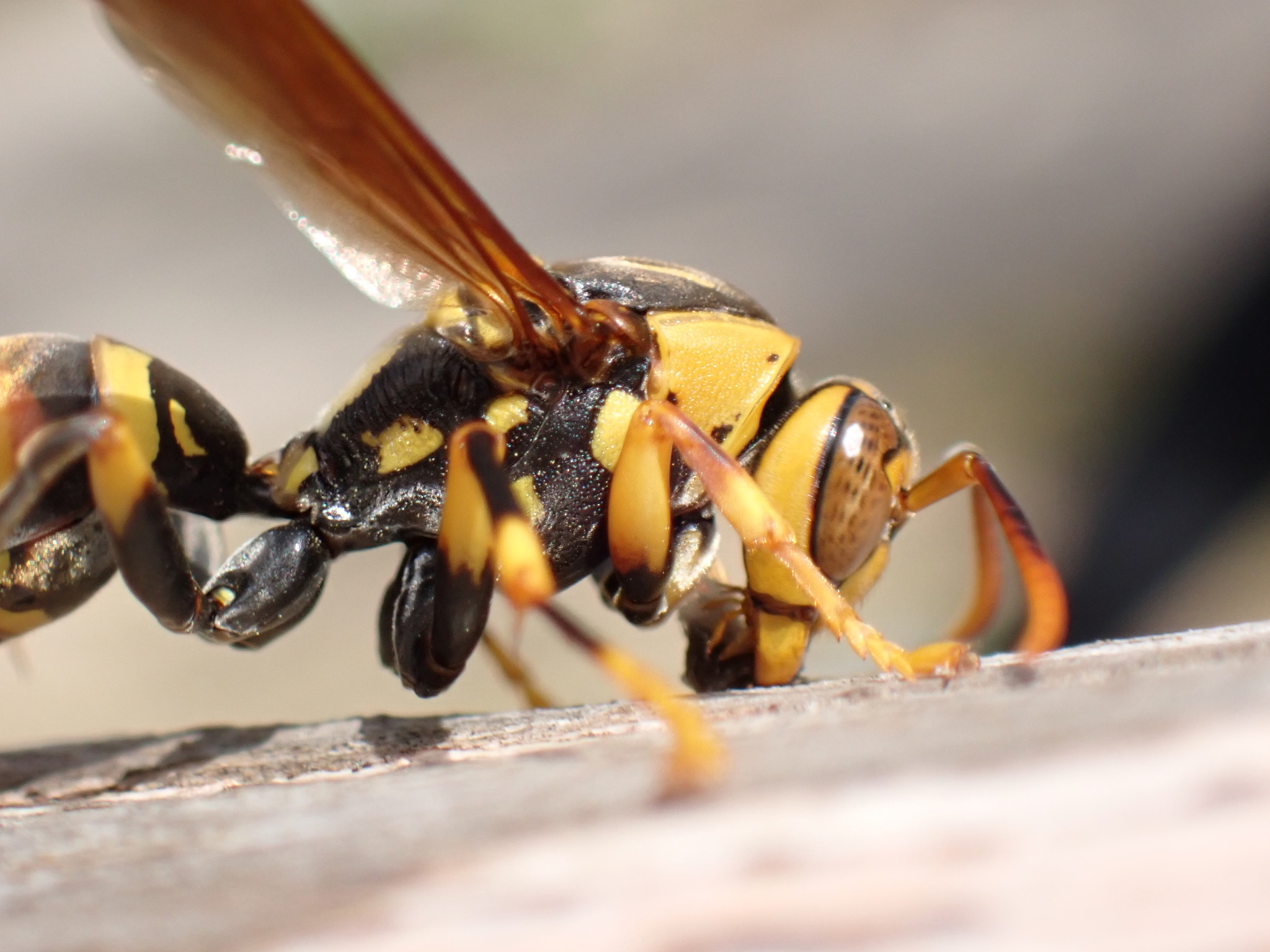 Polistes rothneyi Cameron, 1900