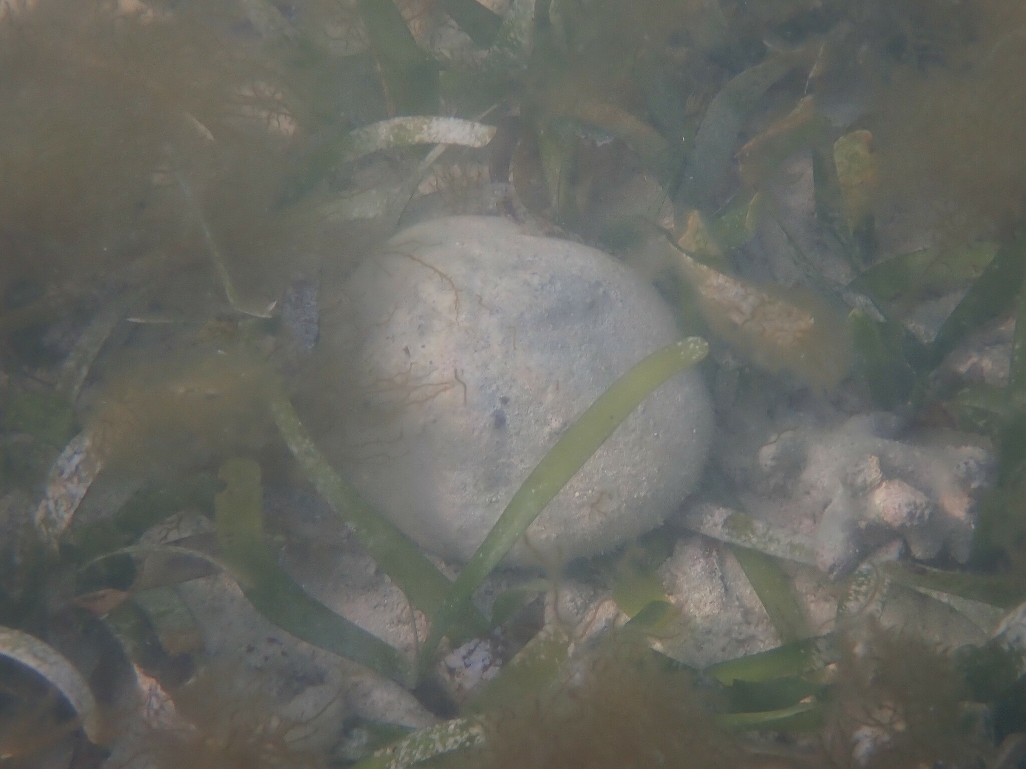 Clypeaster rosaceus (Linnaeus, 1758)