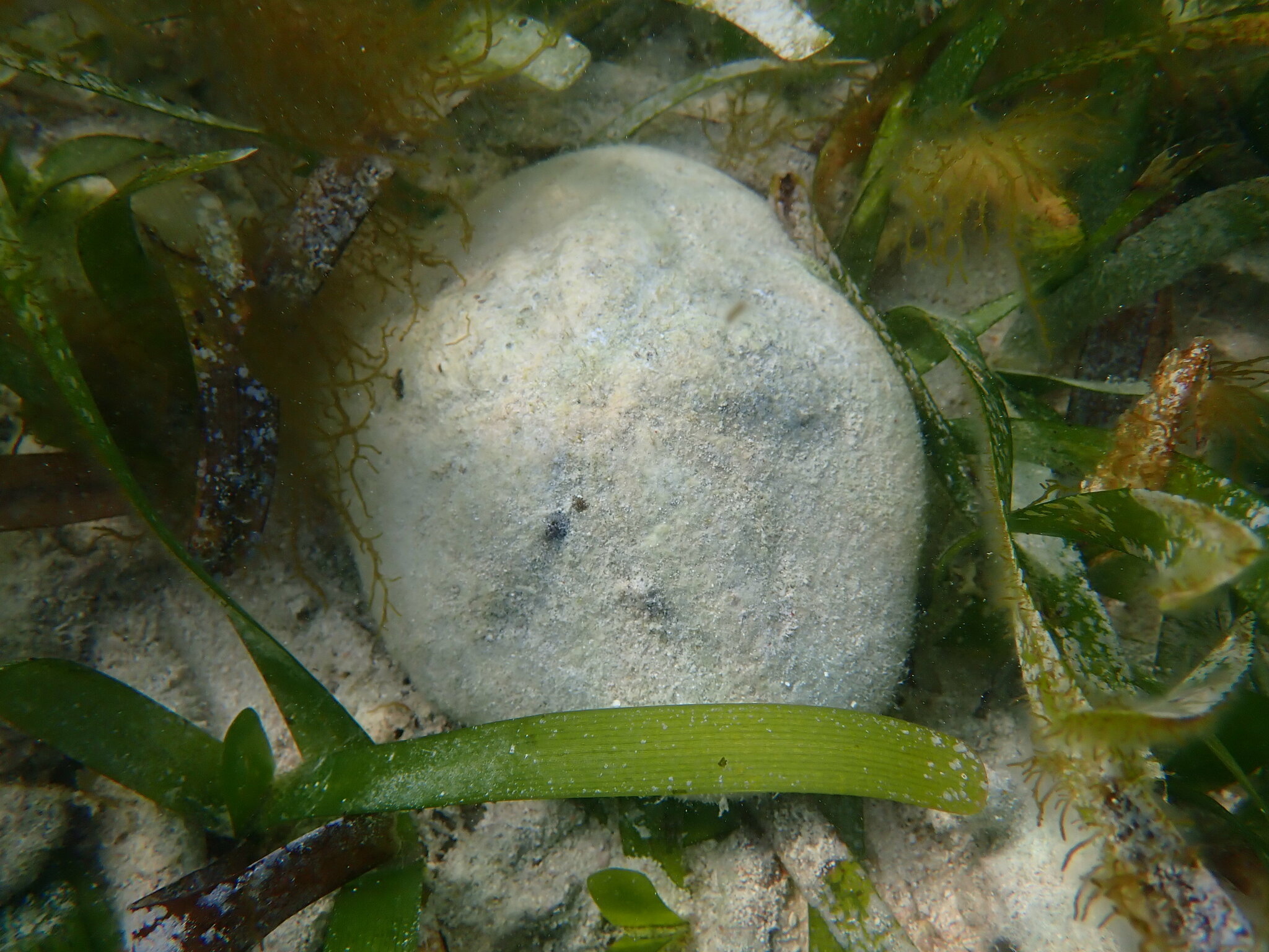 Clypeaster rosaceus (Linnaeus, 1758)