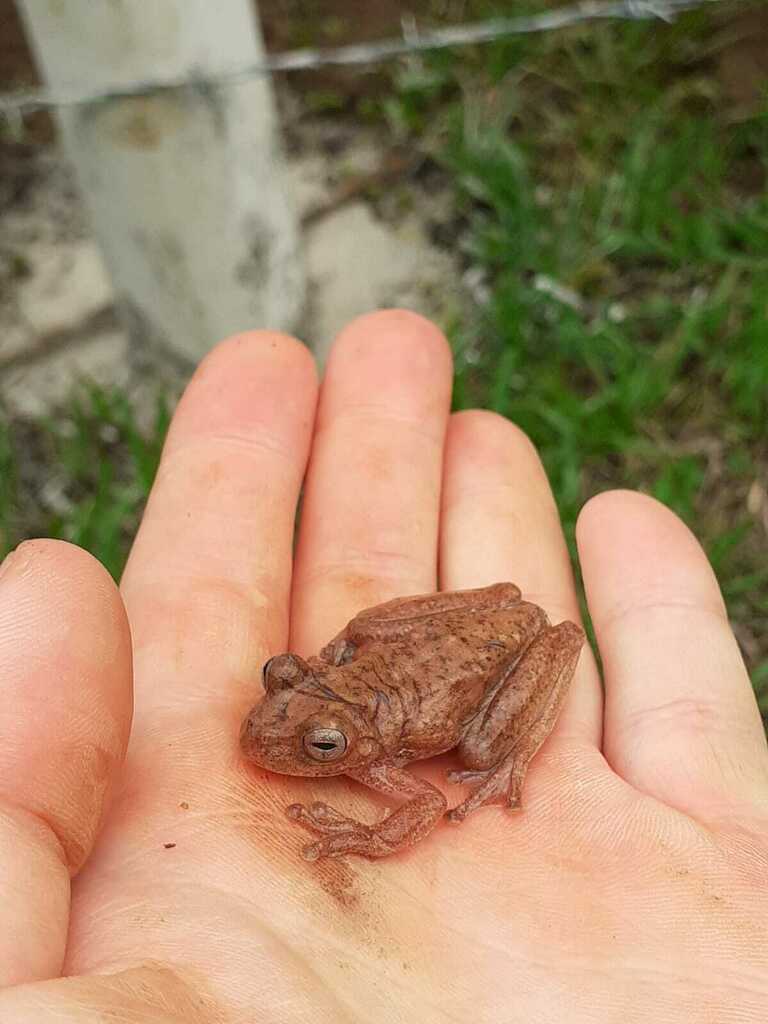 Small-eared Tree Frog from Calnali, Hgo., Messico on April 17, 2023 by alerosa · iNaturalist