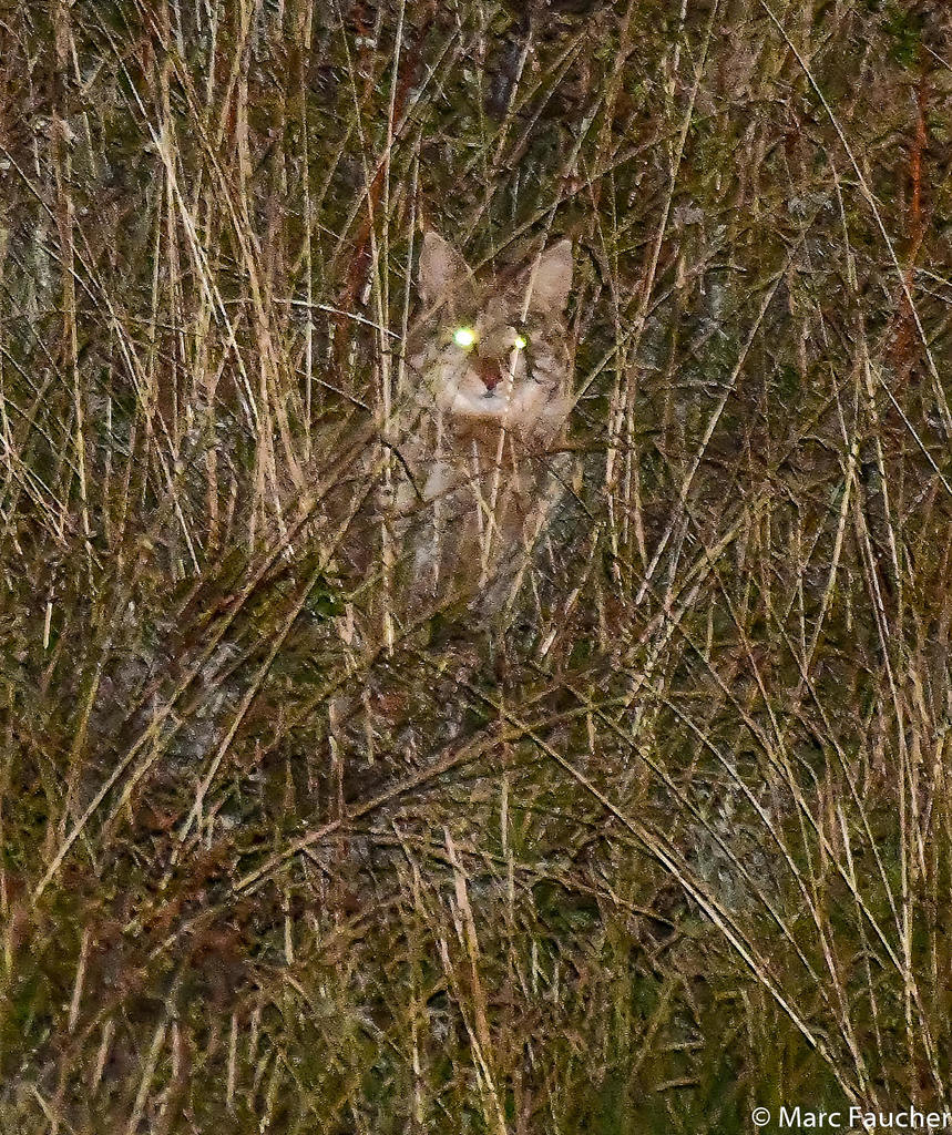 Chinese Mountain Cat in September 2018 by pfaucher · iNaturalist