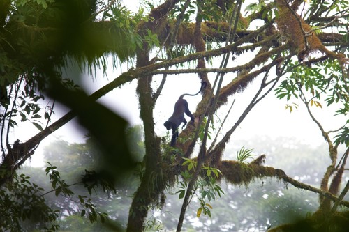Cameroon Preuss's Monkey (Subspecies Allochrocebus preussi preussi ...