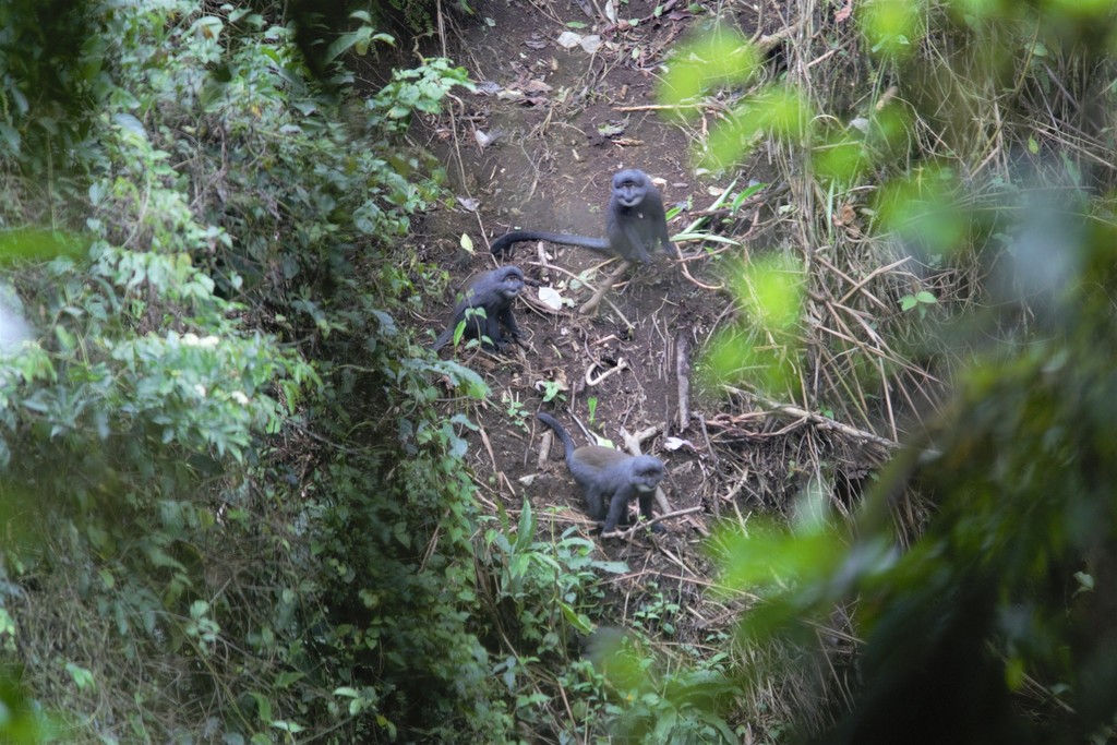 Cameroon Preuss's Monkey (Allochrocebus preussi preussi) - Know Your ...