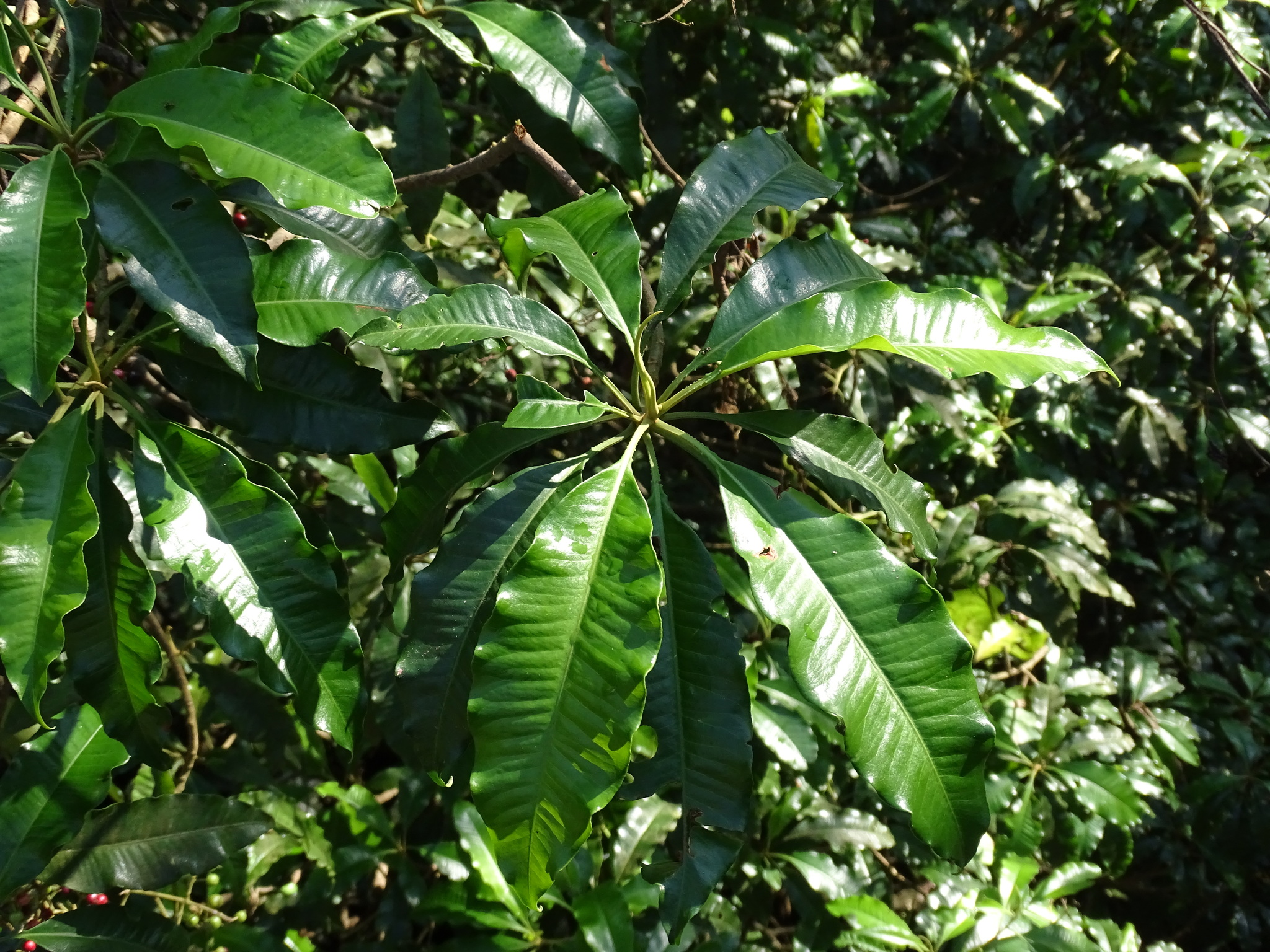 Parathesis (A.DC.) Hook.fil.