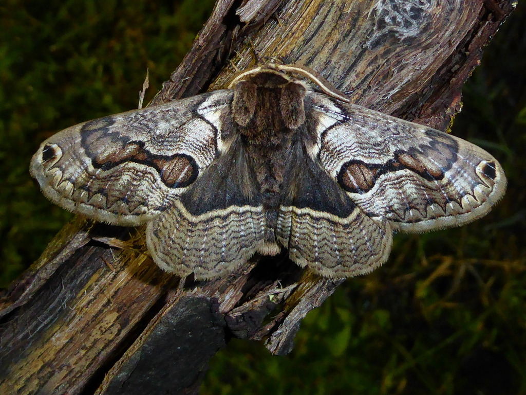 European Owl Moth from Aquilonia (AV), Campania on April 19, 2023 at 10 ...