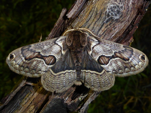 European Owl Moth (Brahmaea europaea) · iNaturalist United Kingdom