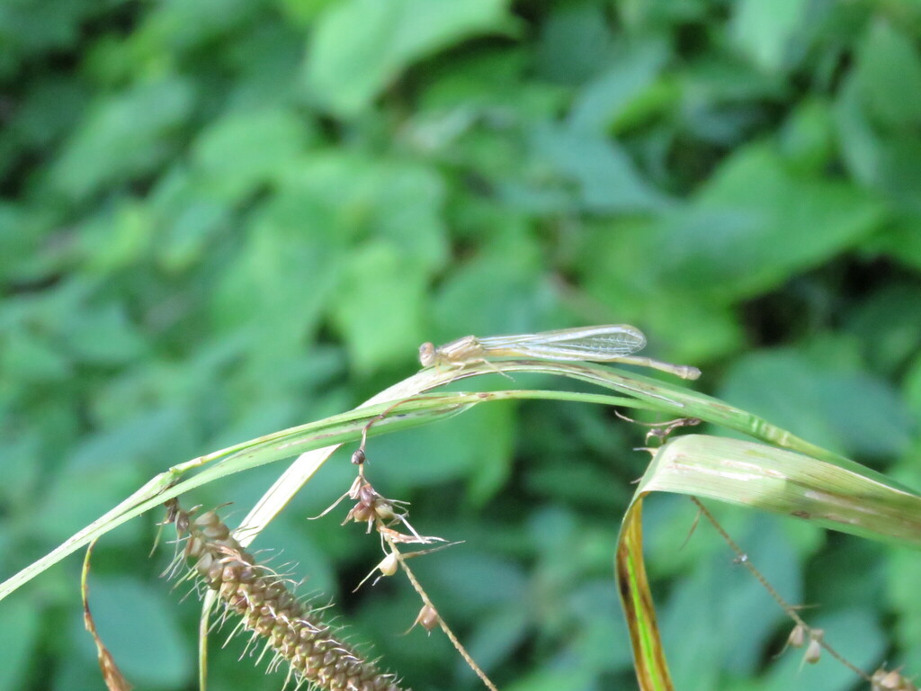 nodding sedge from Stoughton Pond, Weathersfield, VT 05151, USA on July ...