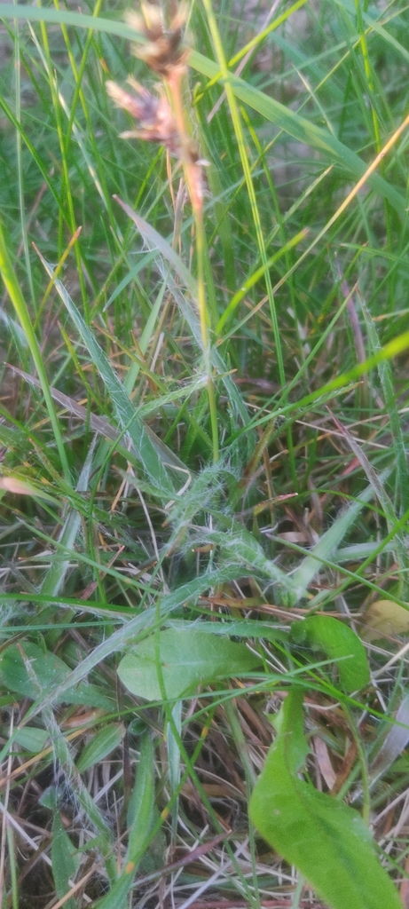 Field woodrush from 6300 Gravenstein, Dänemark on April 20, 2023 at 07: ...