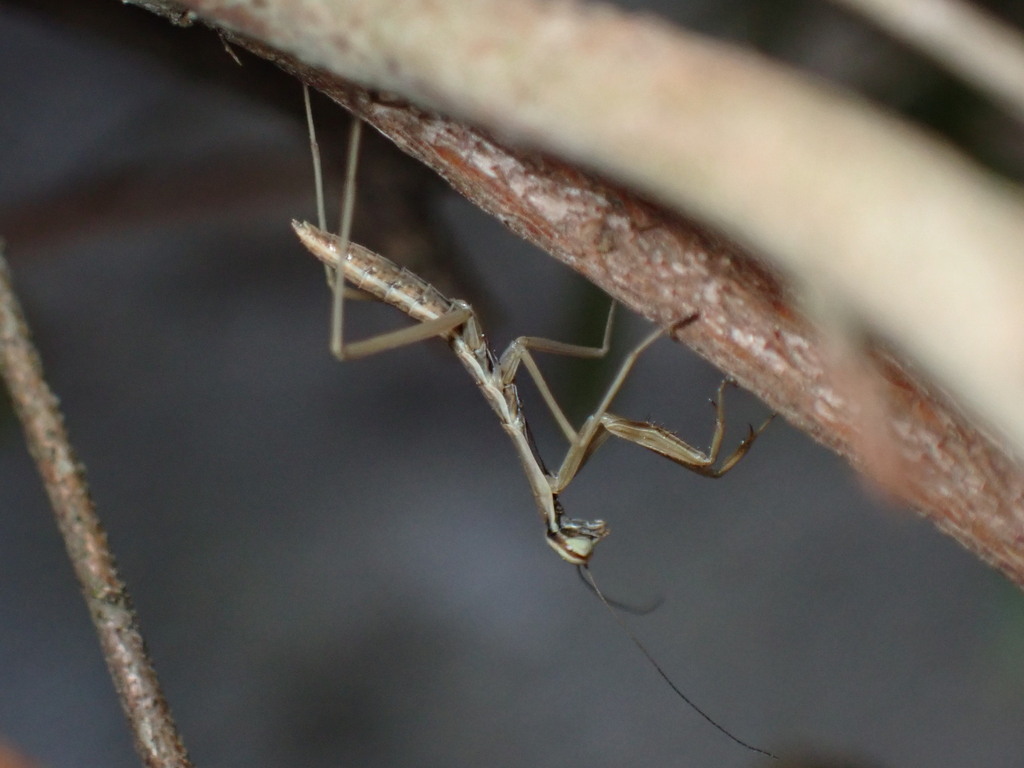 Asian Jumping Mantis from Kannawa, Beppu, Oita 874-0041, Japan on April ...