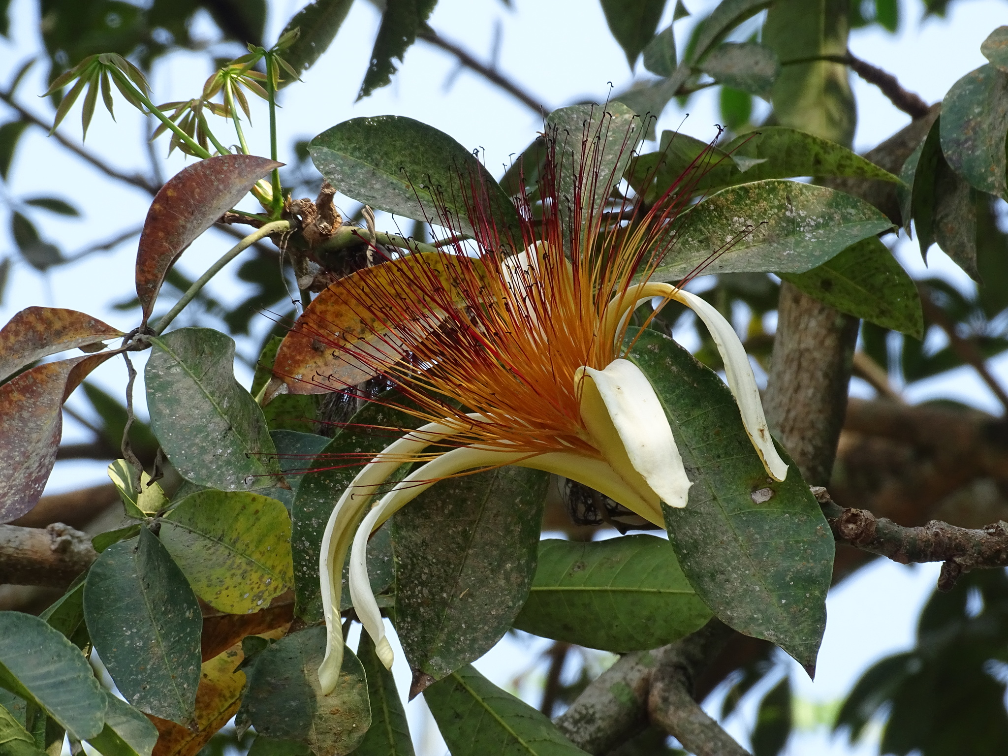 Pachira aquatica Aubl.