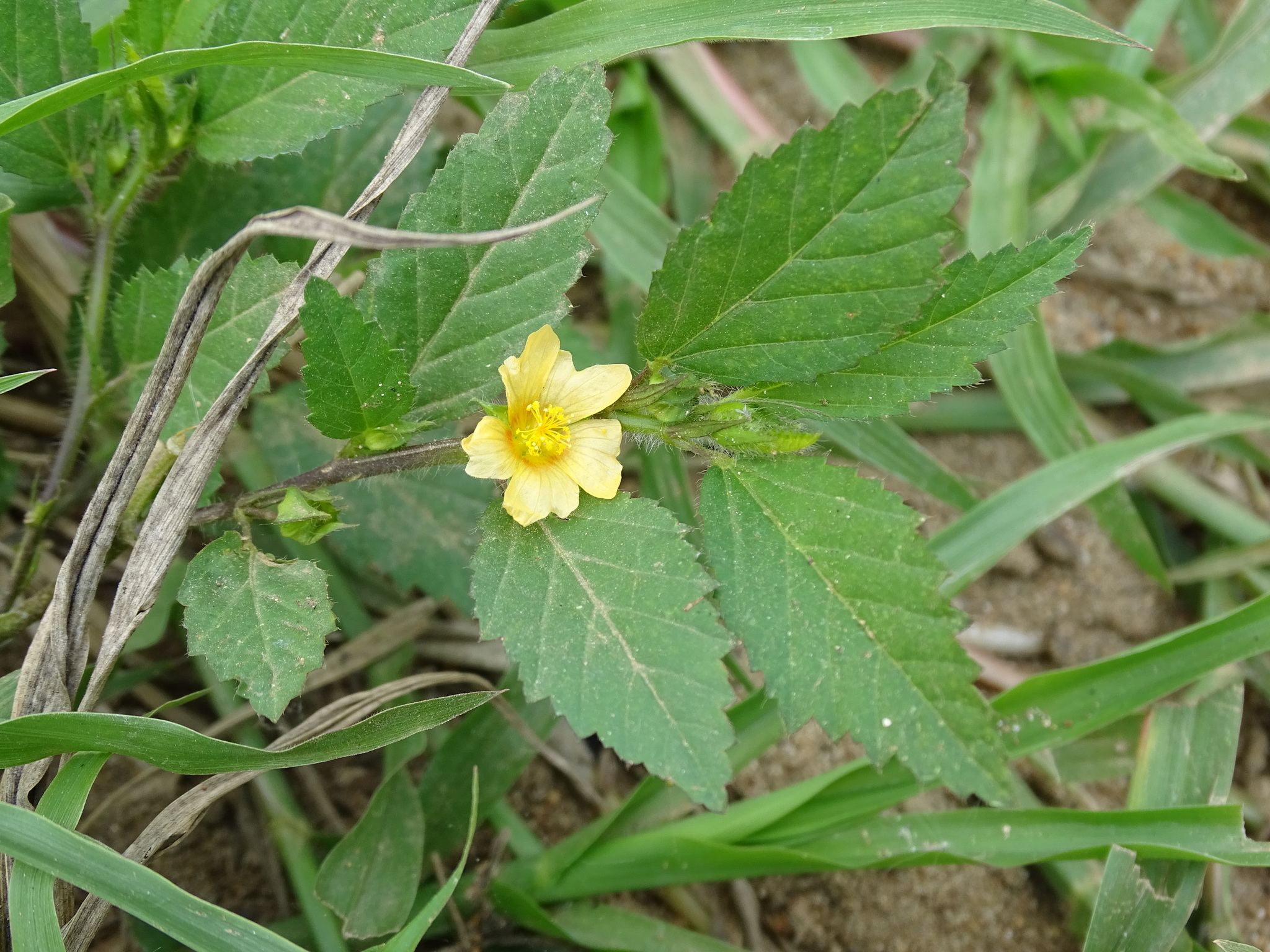 Sida acuta Burm.fil.