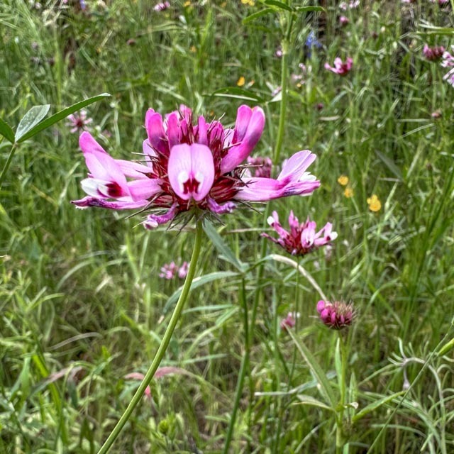 tomcat clover from Three Rivers, CA 93271, USA on April 18, 2023 at 11: ...