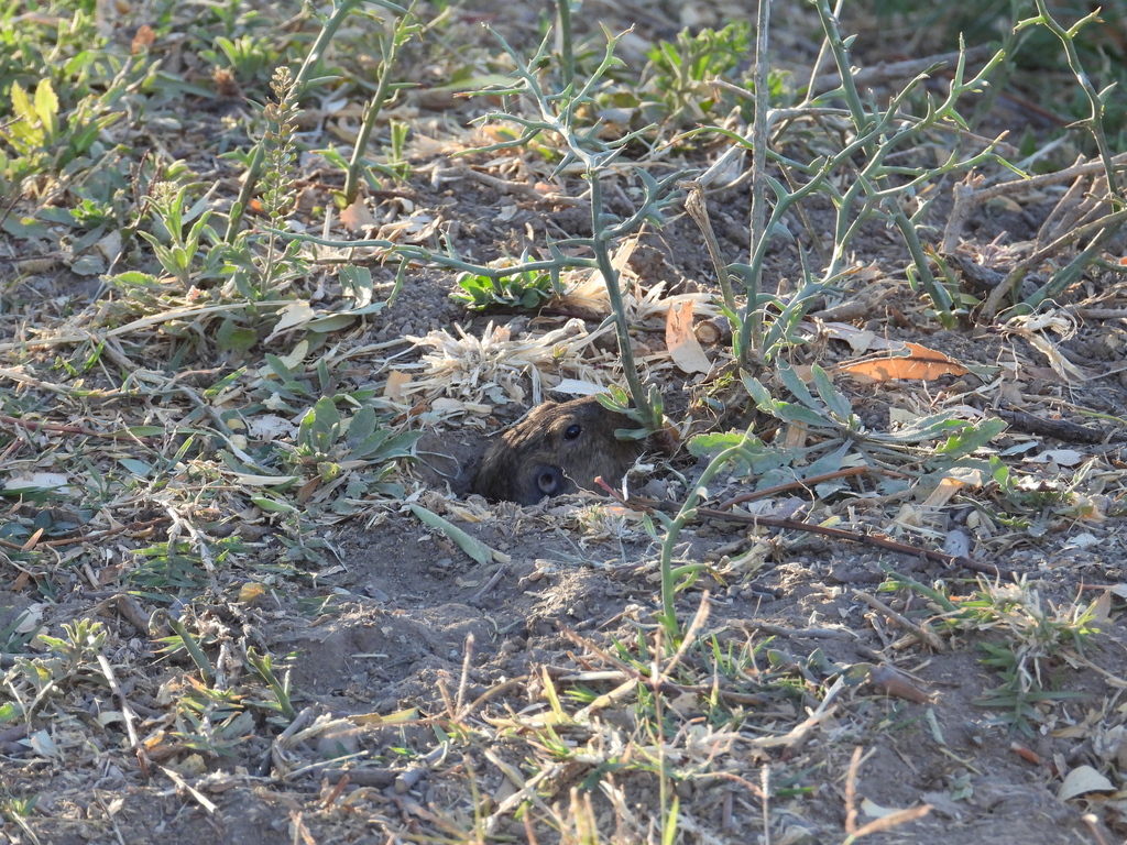 Southern Pocket Gopher from Cuencamé, Dgo., México on April 08, 2023 at ...