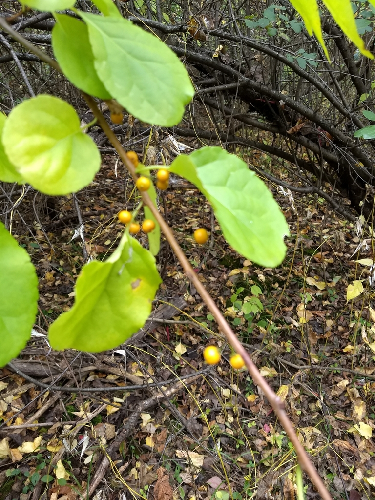 Oriental Bittersweet (Deer Grove Natural Areas Volunteers Invasive ...