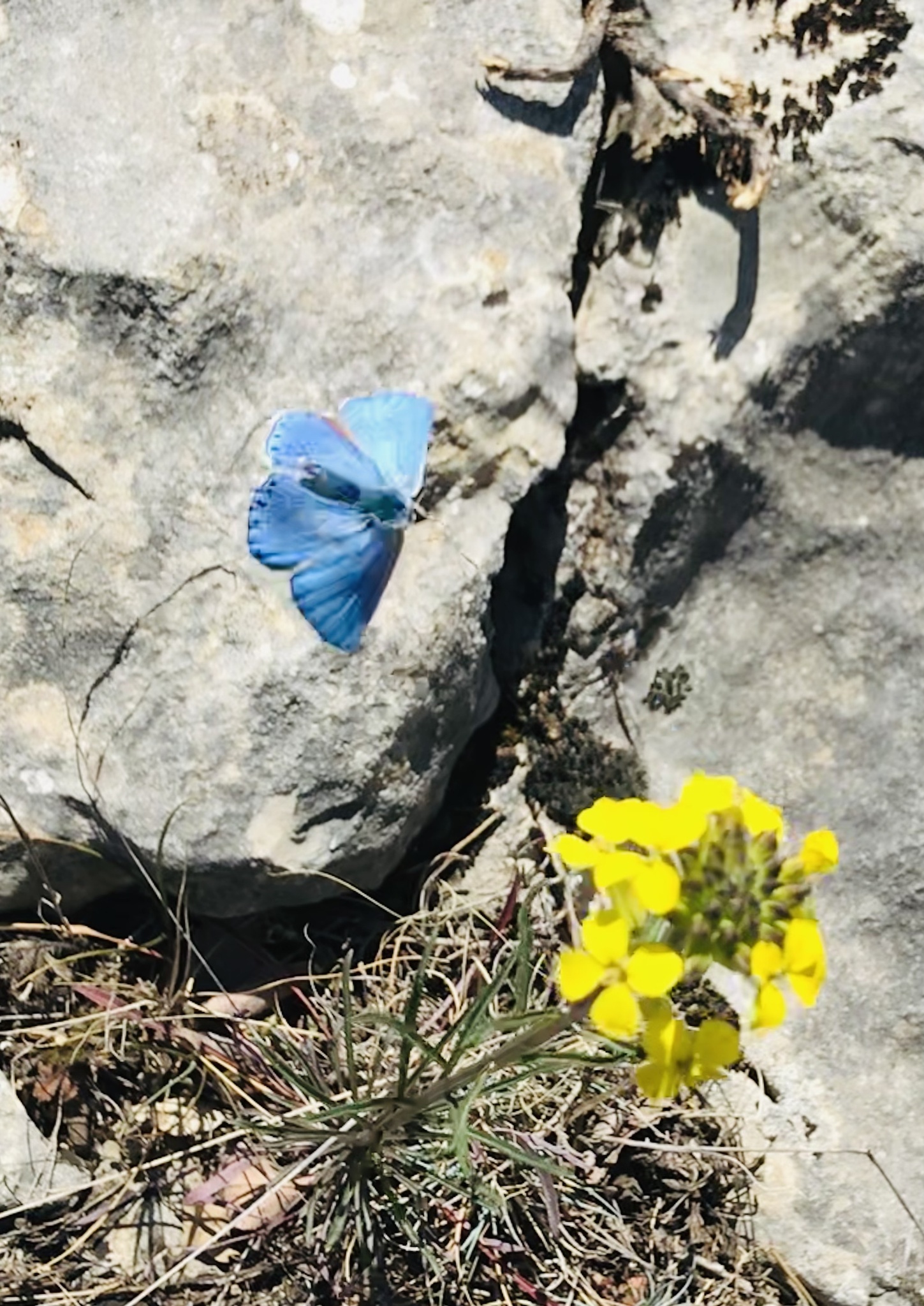 Lysandra Hemming, 1933