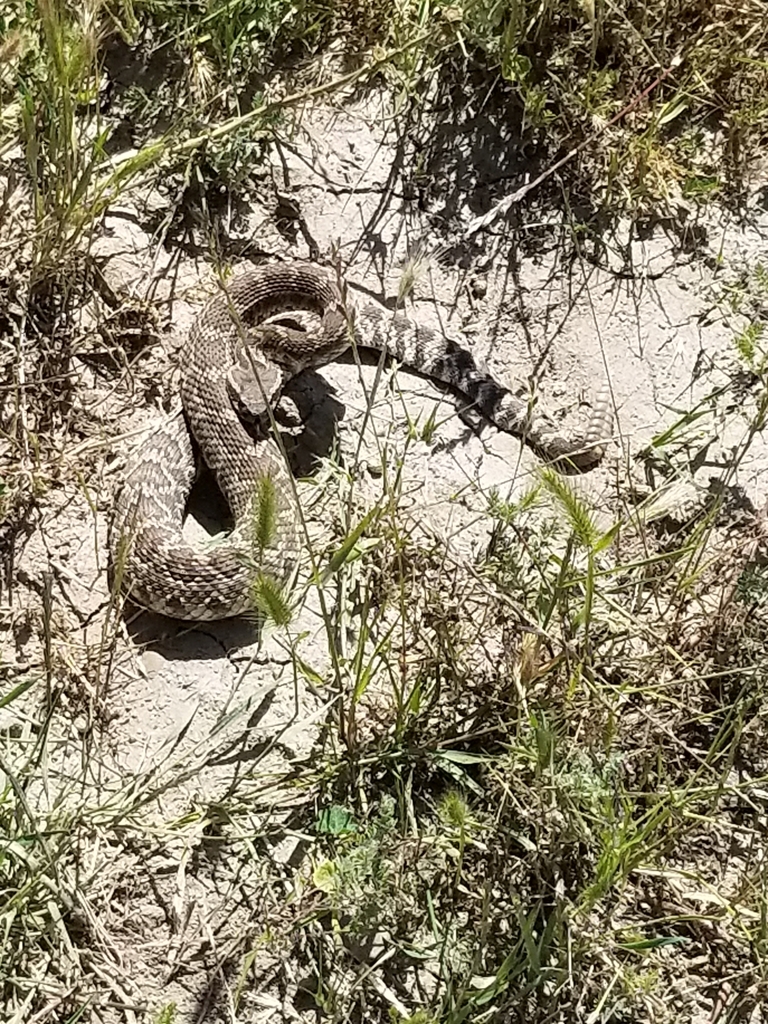 Southern Pacific Rattlesnake from San Diego, CA 92173, USA on April 20 ...