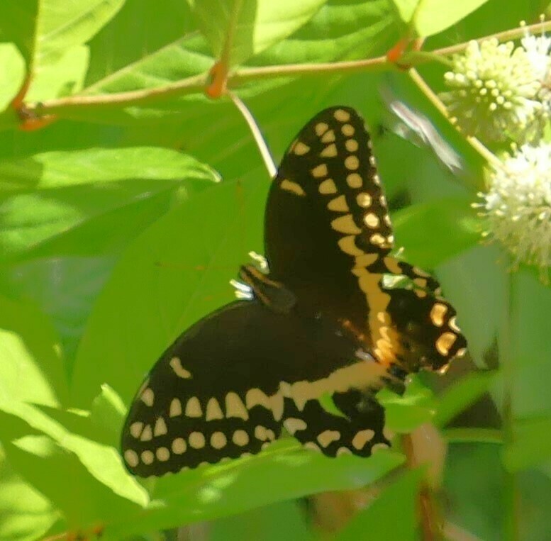 Palamedes Swallowtail from CREW Bird Rookery Swamp Trails, Corkscrew ...