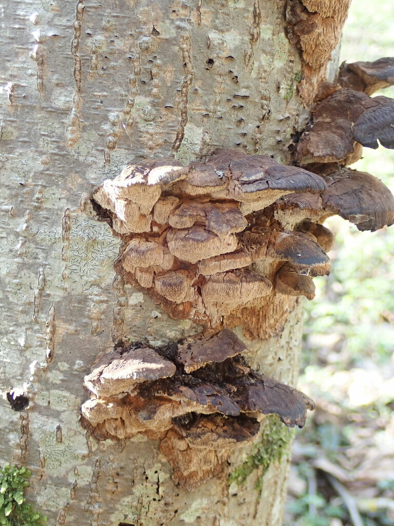 Alder Bracket from Baltupiai, Vilnius, Vilniaus m. sav., Lietuva on ...