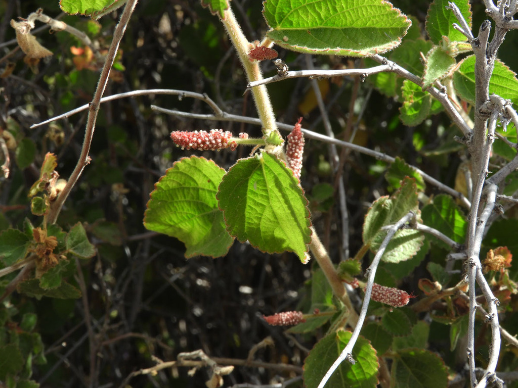 California Copperleaf from Organ Pipe Cactus National Monument, Arizona ...