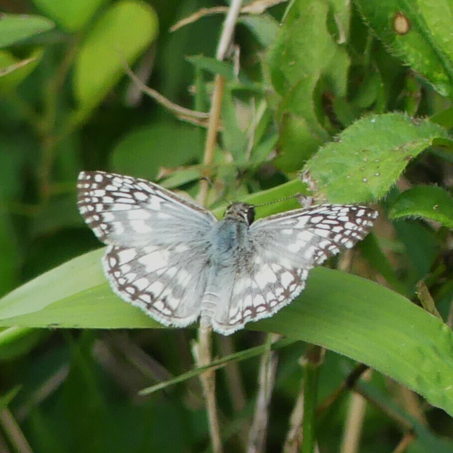 Tropical Checkered-Skipper from CREW Bird Rookery Swamp Trails ...