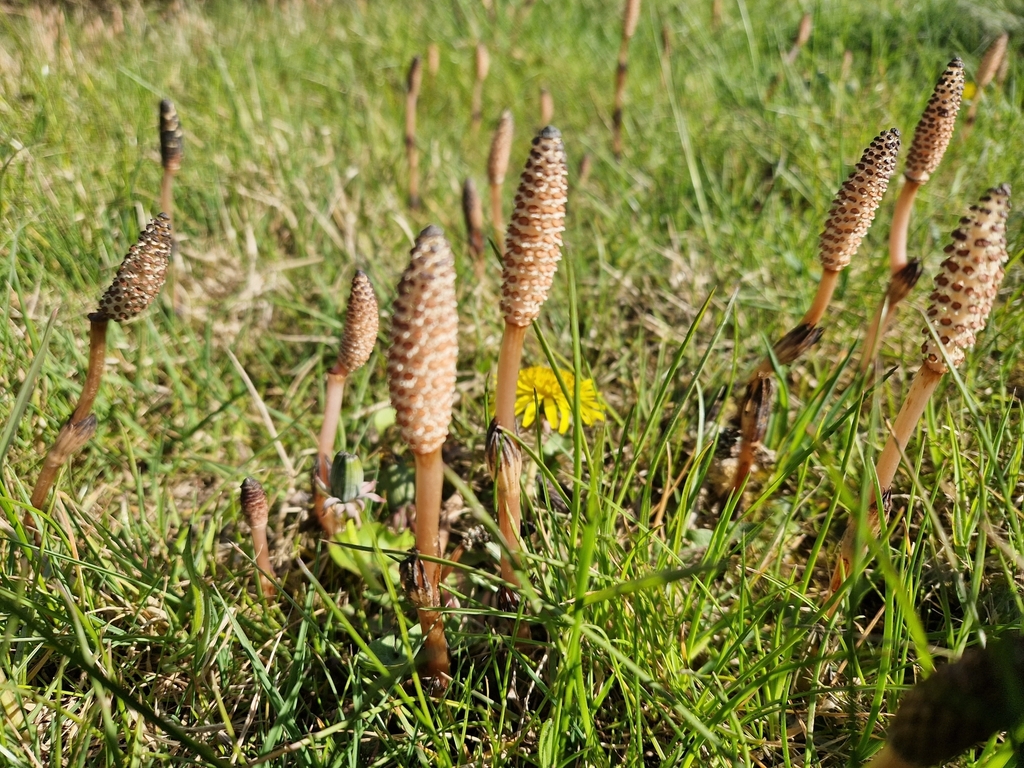 field horsetail from Cutacre Country Park on April 20, 2023 at 04:24 PM ...