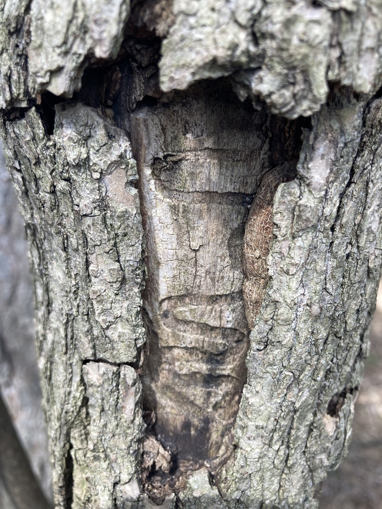 Emerald Ash Borer from Niagara Parks Botanical Gardens, Niagara Falls ...