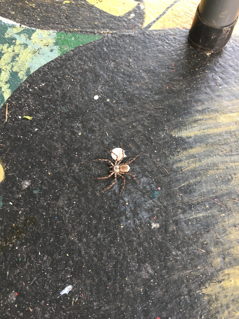 Crescent-eyed Spiders from NW St James Dr, Port Saint Lucie, FL, US on ...
