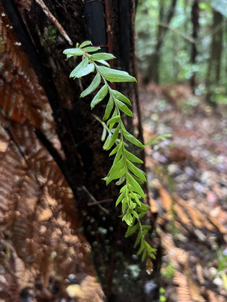 Tmesipteris elongata from Huatoki Domain, New Plymouth, Taranaki, NZ on ...