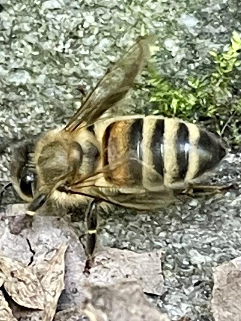 Western Honey Bee from Blount County, Great Smoky Mountains National ...