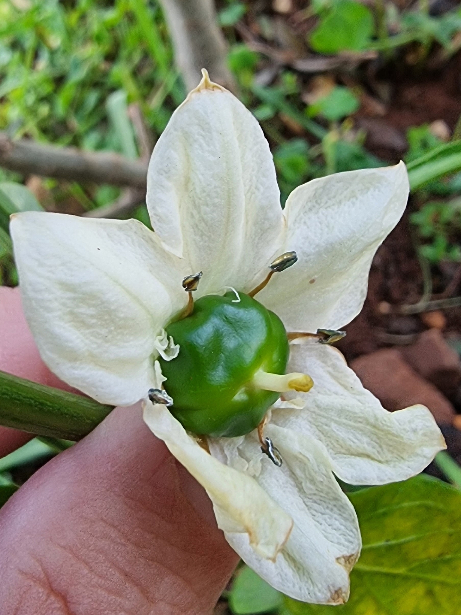 Capsicum annuum L.