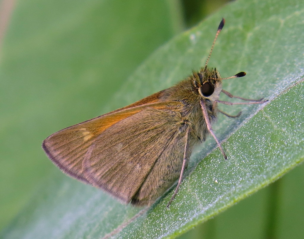 Tawny-edged Skipper (Denver-Boulder Metro Area: Butterflies and Moths ...