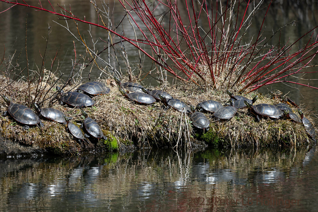 Painted Turtle from Sharon, VT, USA on April 20, 2023 at 02:37 PM by ...