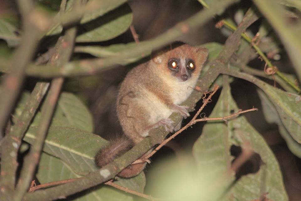 Goodman's Mouse Lemur (Microcebus lehilahytsara) - Know Your Mammals