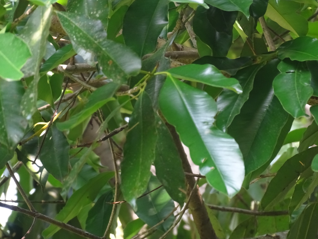 Huayruro soltero (Especies forestales de la amazonía peruana) · iNaturalist
