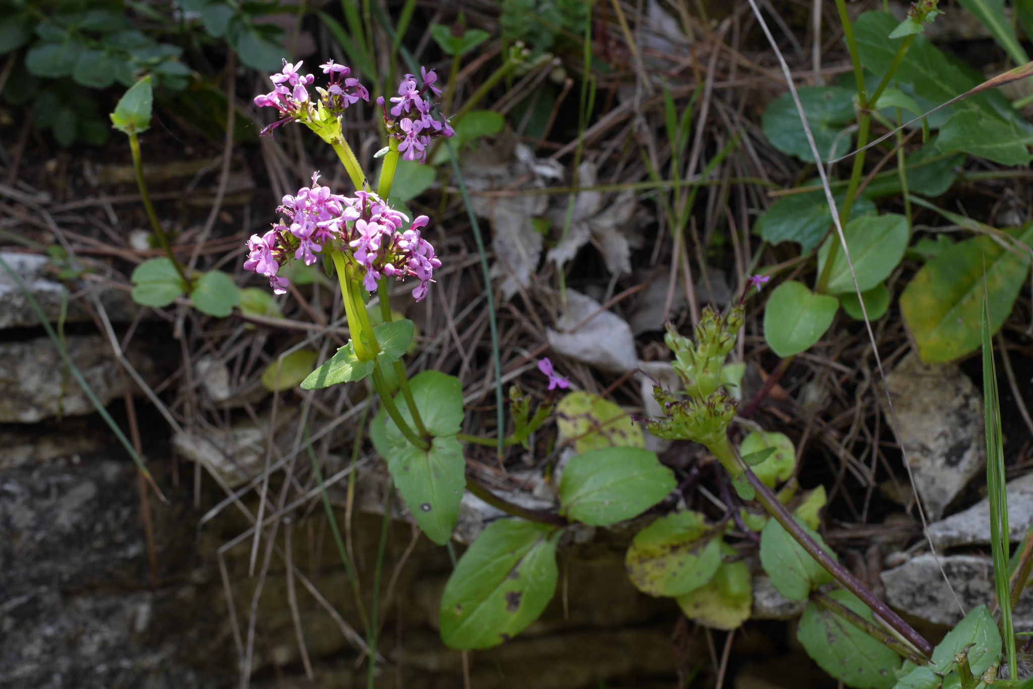 Fedia graciliflora Fisch. & C.A.Mey.