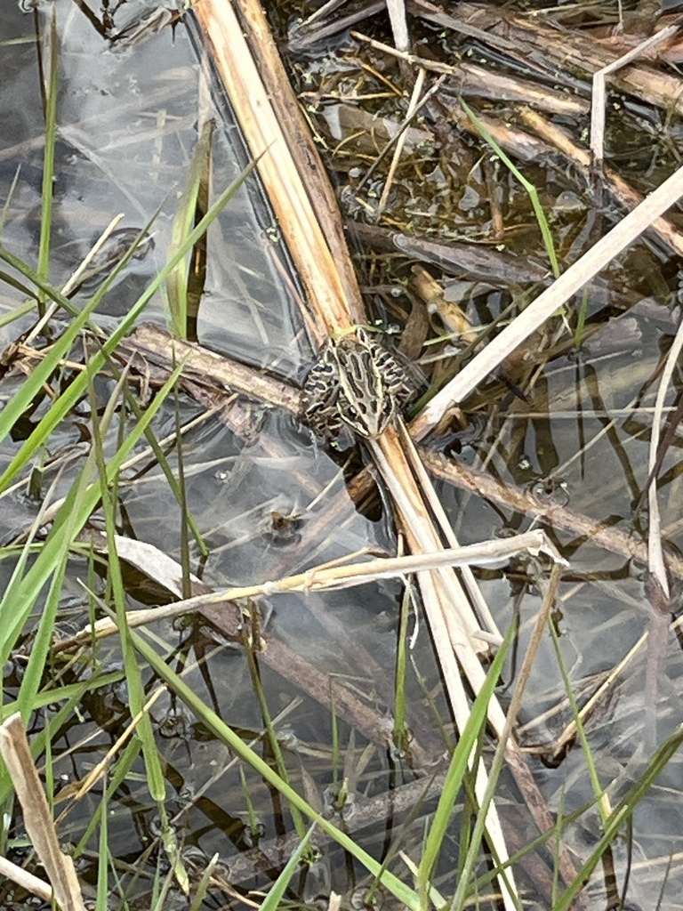 Northern Leopard Frog from Horicon Marsh State Recreation Area, Horicon ...