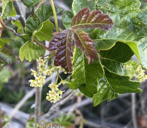 Pacific poison oak (Spring Wildflowers of Pearson-Arastradero Preserve ...