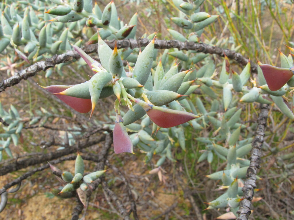 Ouch Bush from Hammersley Drive, Fitzgerald River National Park, WA on ...