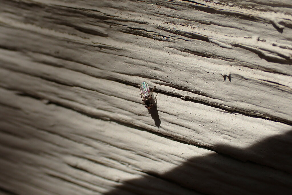 Flies in April 2023 by pbulman. Tiny fly, 2-3 mm long. · iNaturalist
