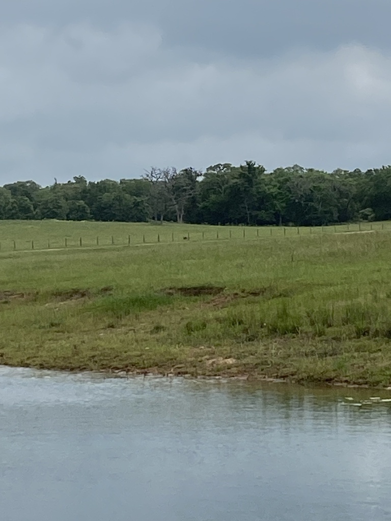 Deer from S Second St, Milano, TX, US on April 20, 2023 at 12:23 PM by ...