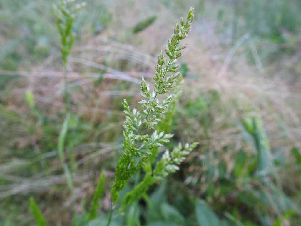 prairie wedge grass from Bastrop County, TX, USA on April 20, 2023 at ...