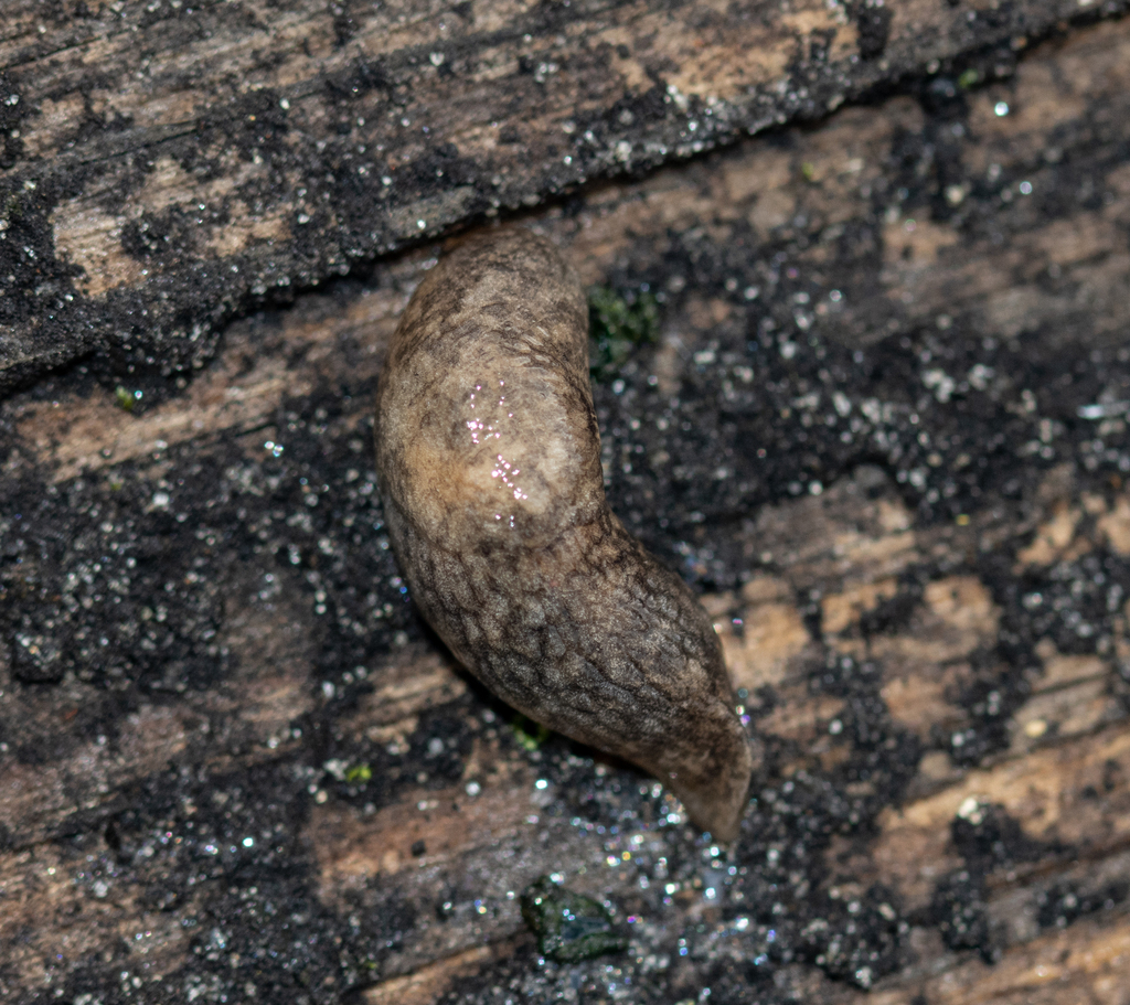 Smooth Land Slugs from Переяслав-Хмельницький район, Київська обл ...